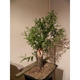 3- Variety Bonsai Willow Tree Bundle: Dwarf Weeping, Globe, Black ...