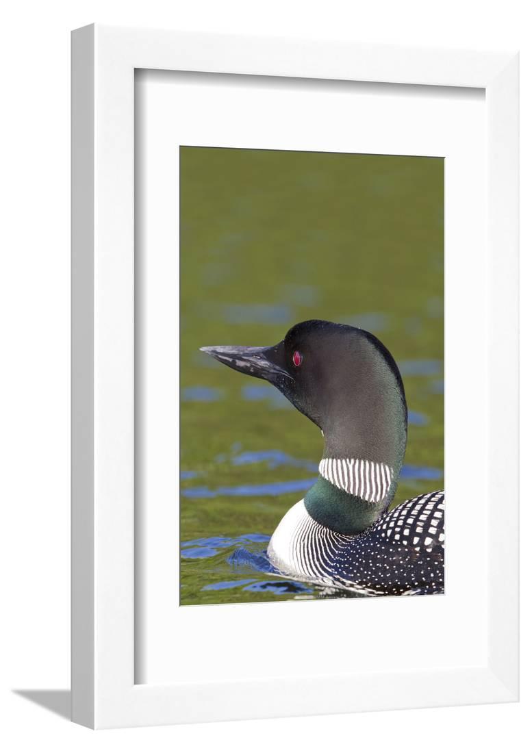 Canada, Quebec, Eastman. Common Loon in Water Framed Print Wall Art By ...