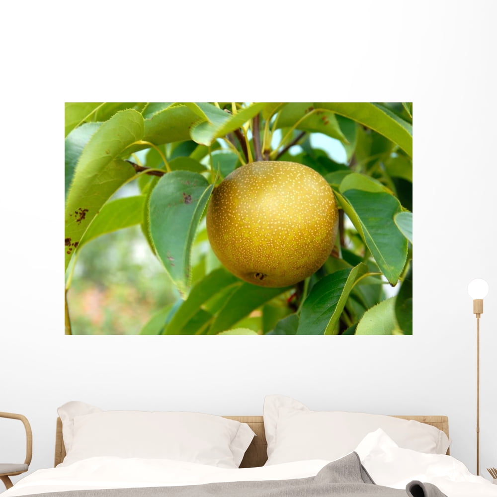 Olympic Asian Pear Tree Wall Mural by Wallmonkeys Peel and Stick ...