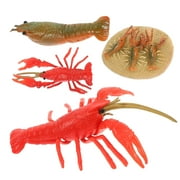 Lobster Life Cycle