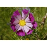 200 COSMOS SEASHELLS Cosmos Bipinnatus Sea Shells Flower Seeds ...