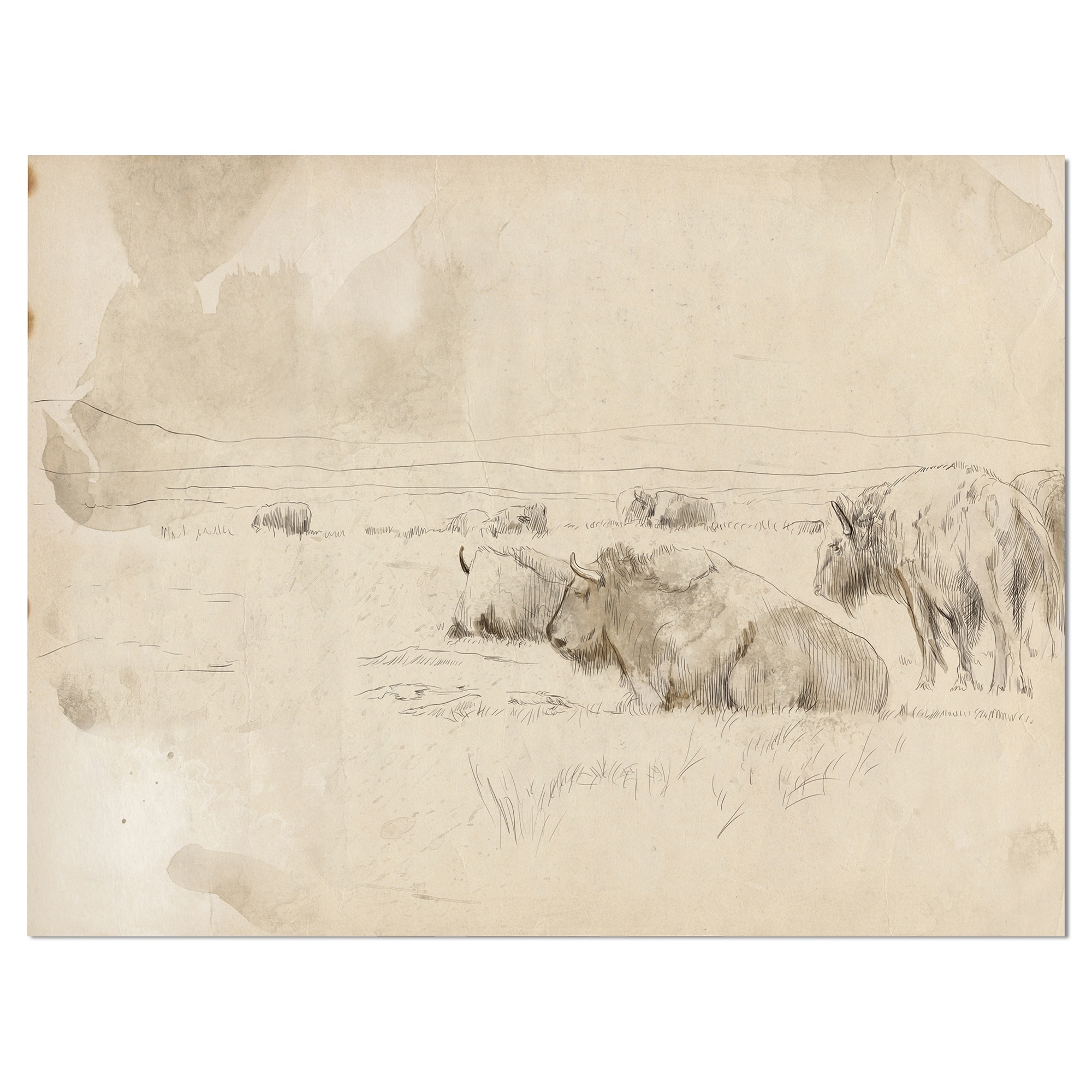 Bison Herd Drawing