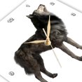 3drose, Grey Timber Wolf Standing in Left Profile, 13x13 Wall Clock ...