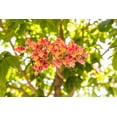 20 Seeds EAST INDIAN ALMOND Tree Terminalia Myriocarpa aka Hollock ...