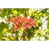 20 Seeds EAST INDIAN ALMOND Tree Terminalia Myriocarpa aka Hollock ...