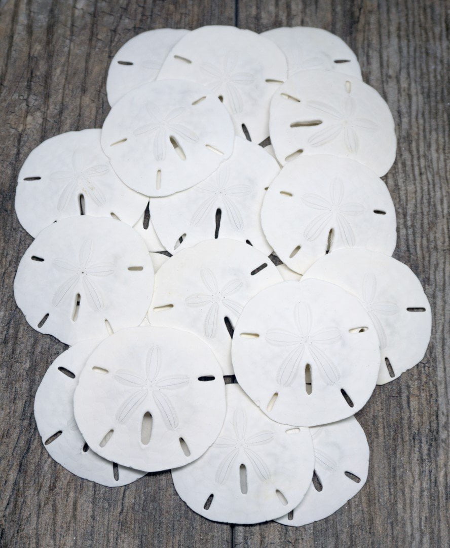 Sand Dollar | Real 2"-2 1/4" (Set of 20) - Walmart.com