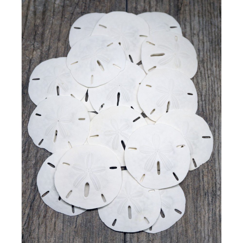 Sand Dollar | Real Sand Dollars 2"-2 1/4" (Set of 20) | Sand Dollar ...