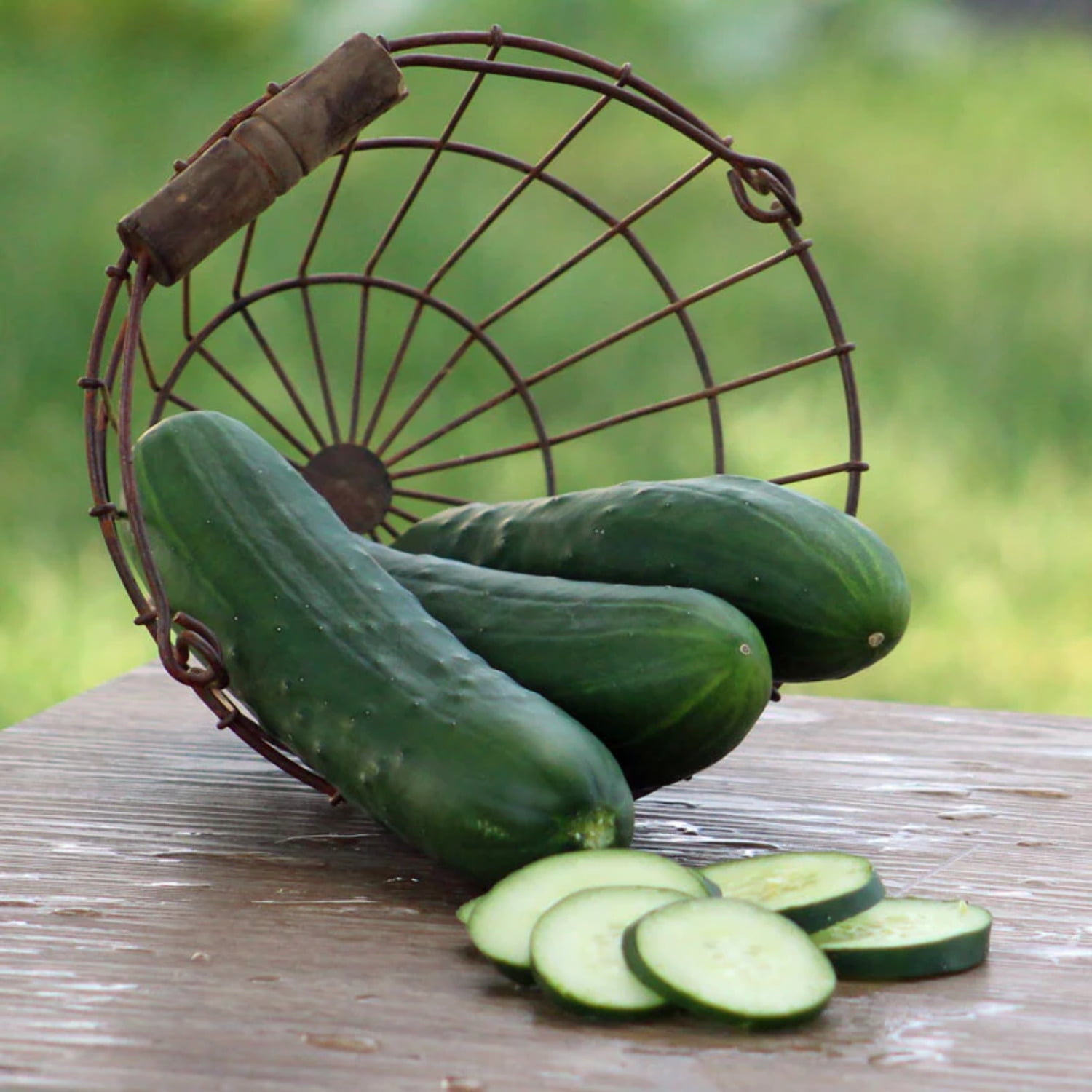 Cucumber Raider F1 Seed - Walmart.com