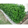 Dwarf Burfordi Holly Ilex 1 Extra Large 3 Gallon Plant Ilex cornuta ...