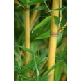 Golden Goddess Hedge Bamboo Plant - 1 Live Plant - Bambusa Multiplex ...