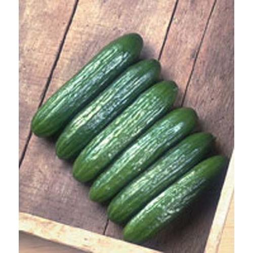 Cucumber Babylon - Hybrid Treated Great Vegetable 30 Seeds - Walmart.com