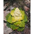 5 NOBLE RHUBARB Rheum Nobile Ornamental Sikkim Himalayan Glasshouse ...