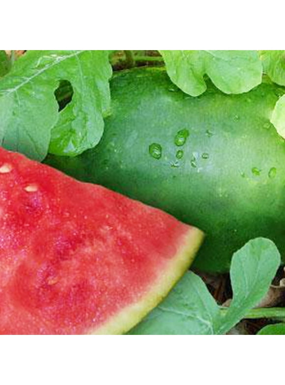 Melon Seeds in Seed Gardening - Walmart.com