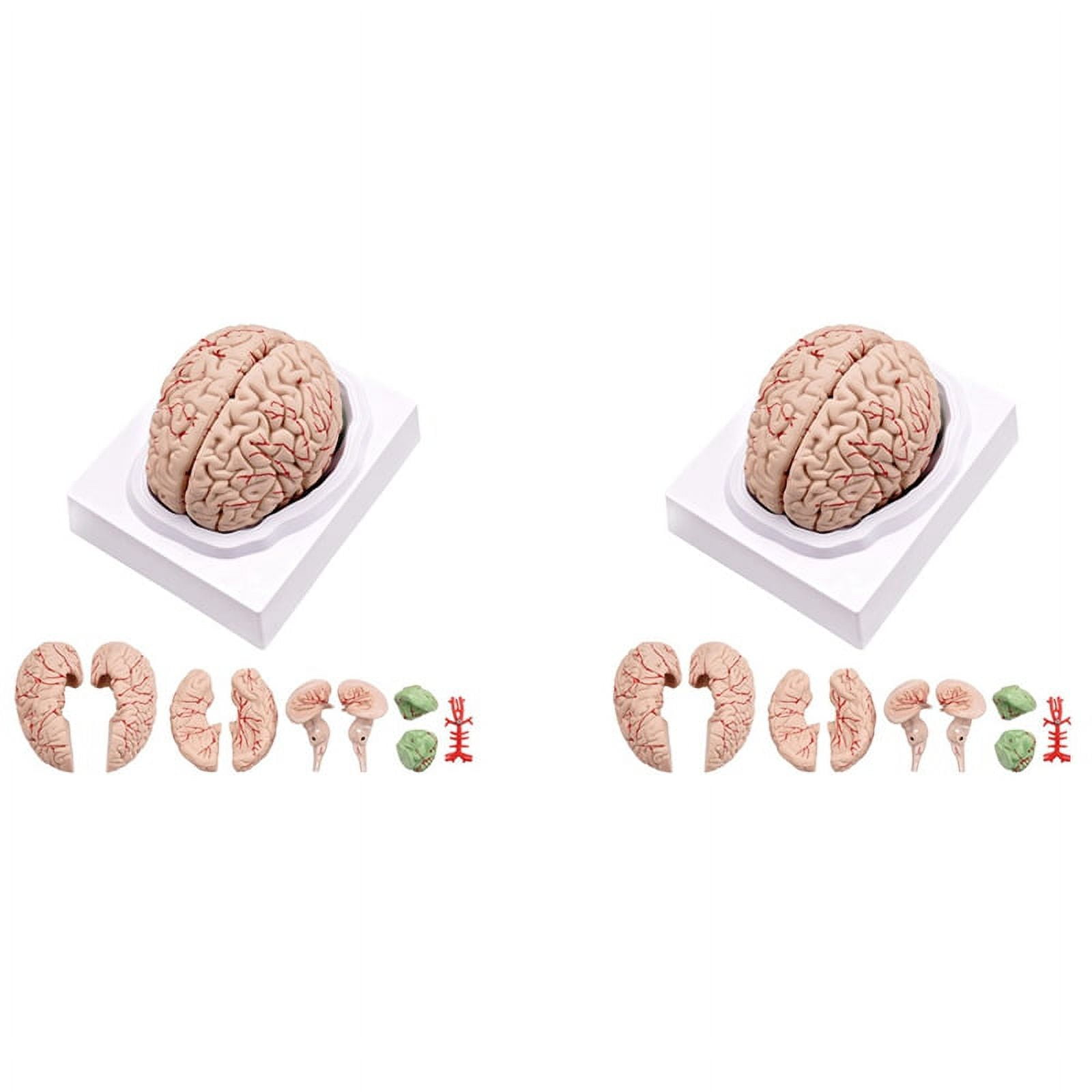 2X Cerebro Humano, Modelo de Anatomía del Cerebro Humano de Tamaño Real ...