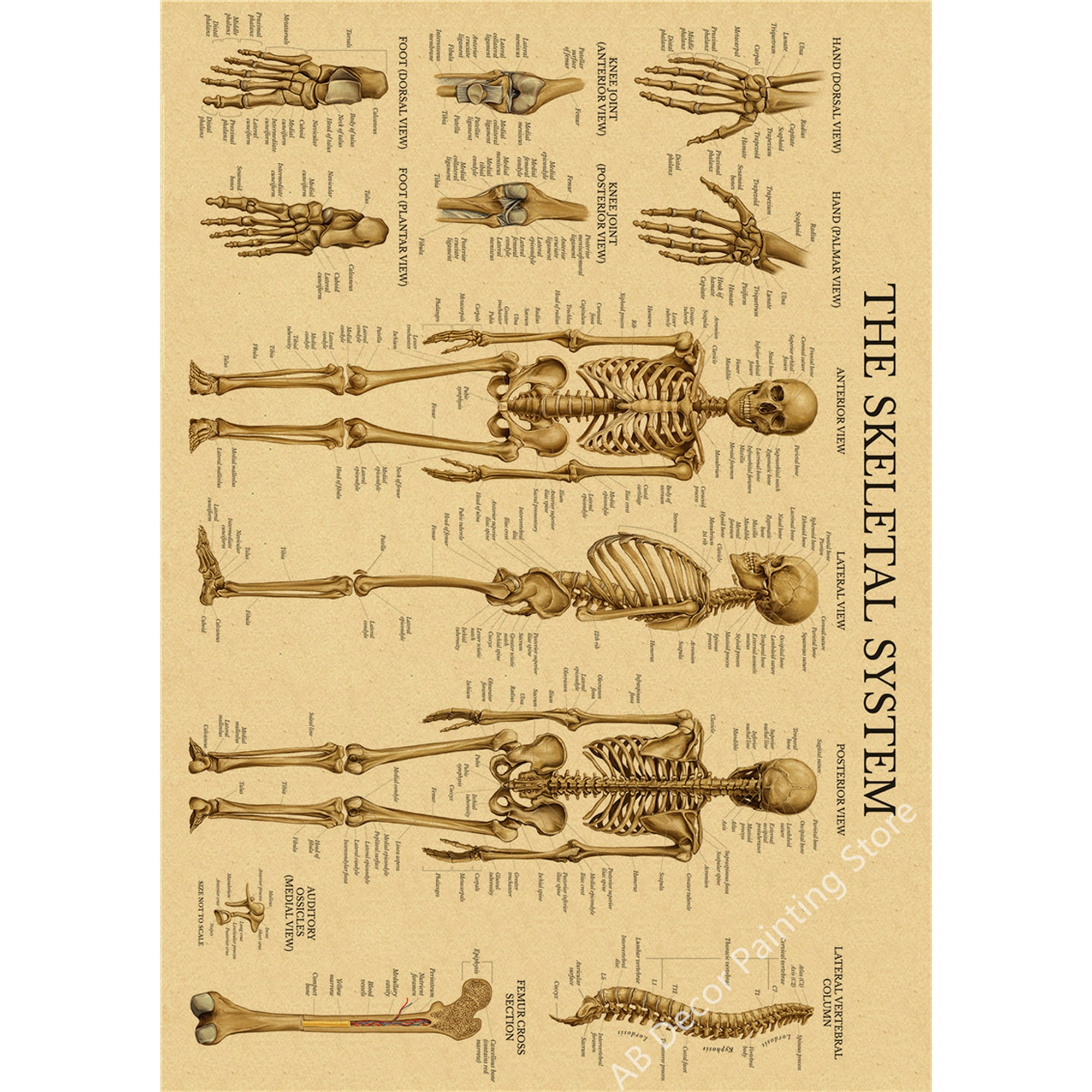 Click here for Nobrand Retro Organ Systems In The Human Body Post... prices