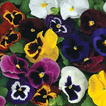 Petunia Celebrity Mix F1 Seed - NON-GMO - 500 Seeds - Walmart.com