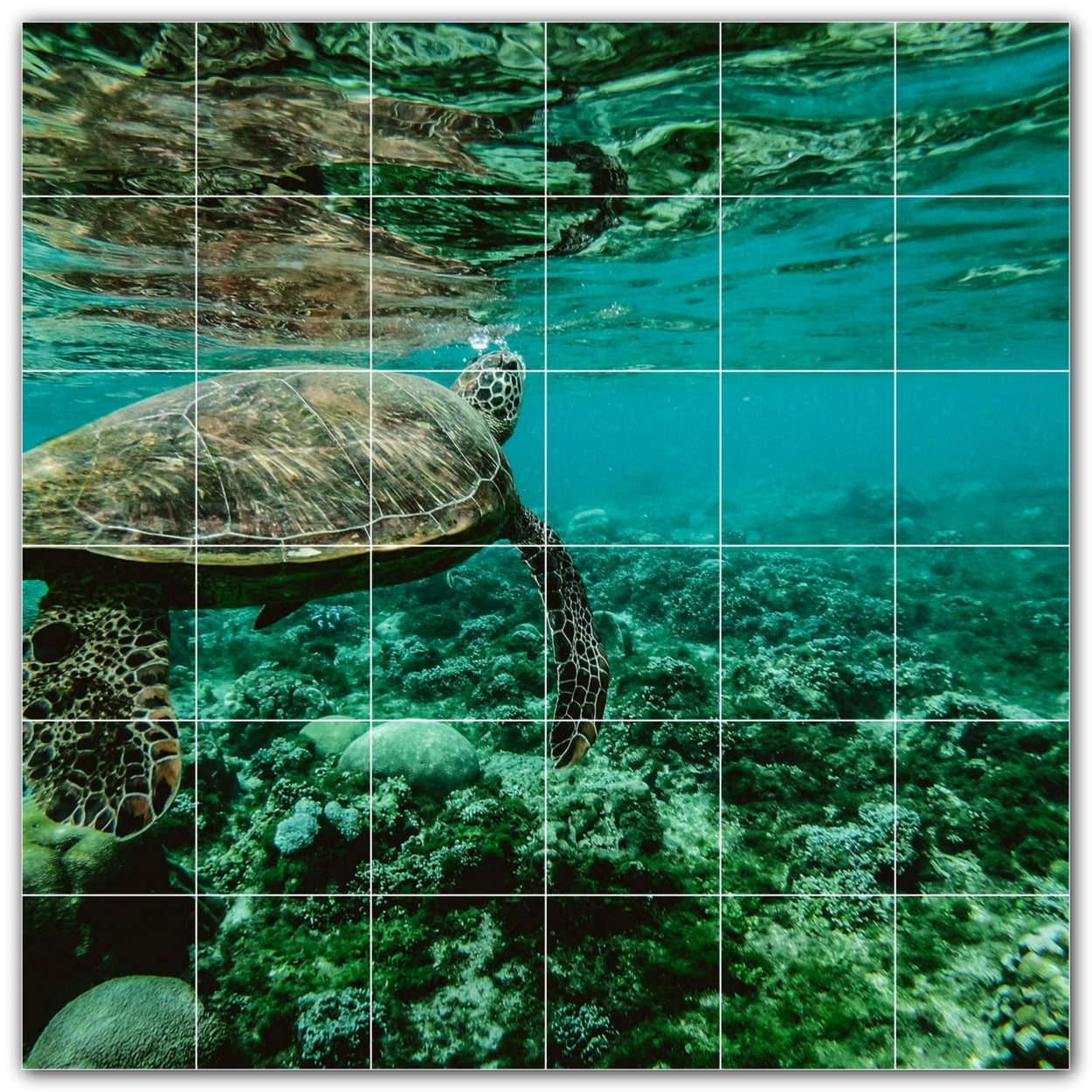 Picture-Tiles.com: Turtle Ceramic Tile Wall Mural WAL501062-66L. 48"W x ...