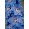 350 Blue with Pink ROCKET LARKSPUR DELPHINIUM Consolida Ajacis Seeds ...