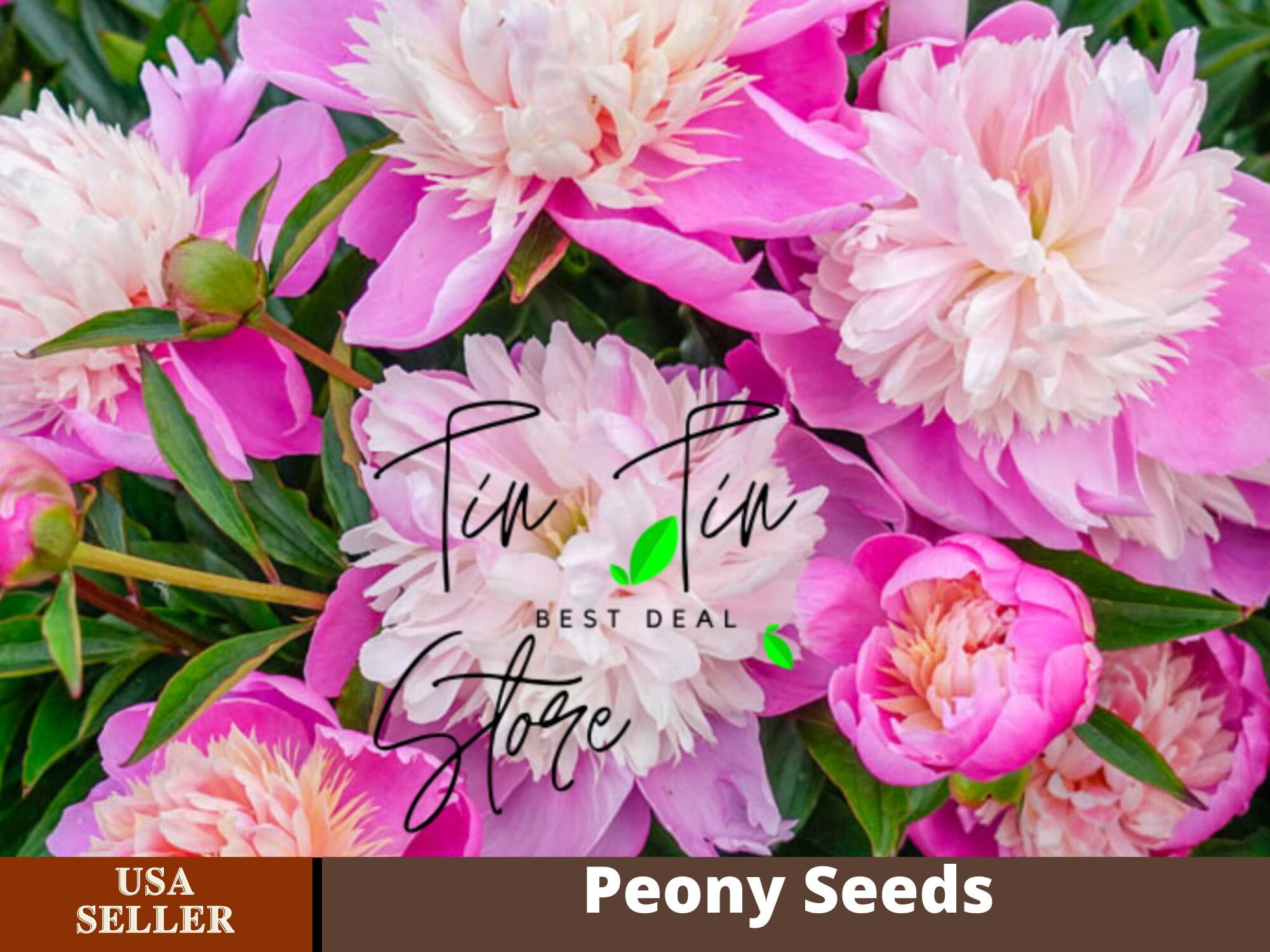 10+ Rare Seeds| Lady Liberty Peony Seeds #B023 [BUY 3 GET 1 FREE ...