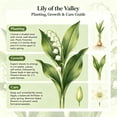 Perennial Lily of the Valley - Lily of the Valley Bulbs - Fresh Accent ...