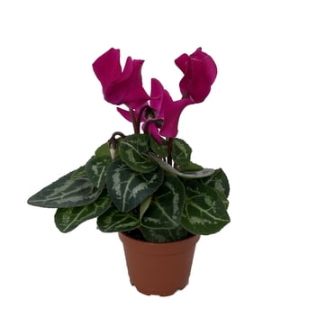 Summer Song Asian Violet - Primulina - 2.5" Pot - Everblooming House ...