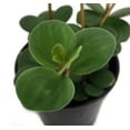 Hope Peperomia - Easy Houseplant - 2.5" Pot - Walmart.com