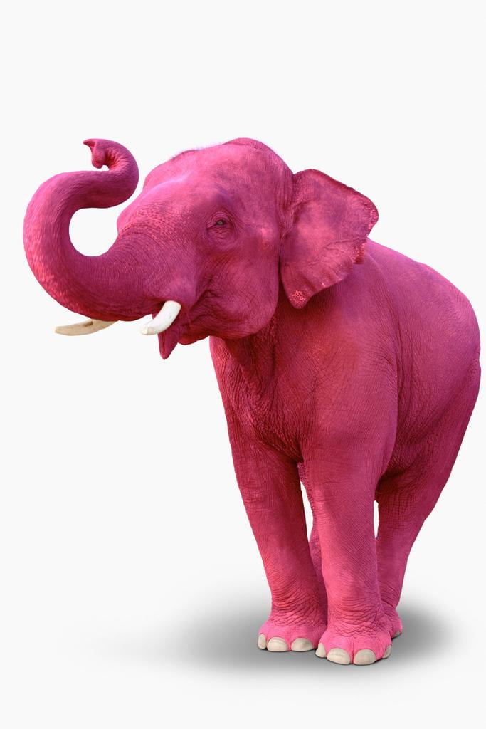 Laminated Pink Elephant Funny Parody Photo Photograph African Elephant ...