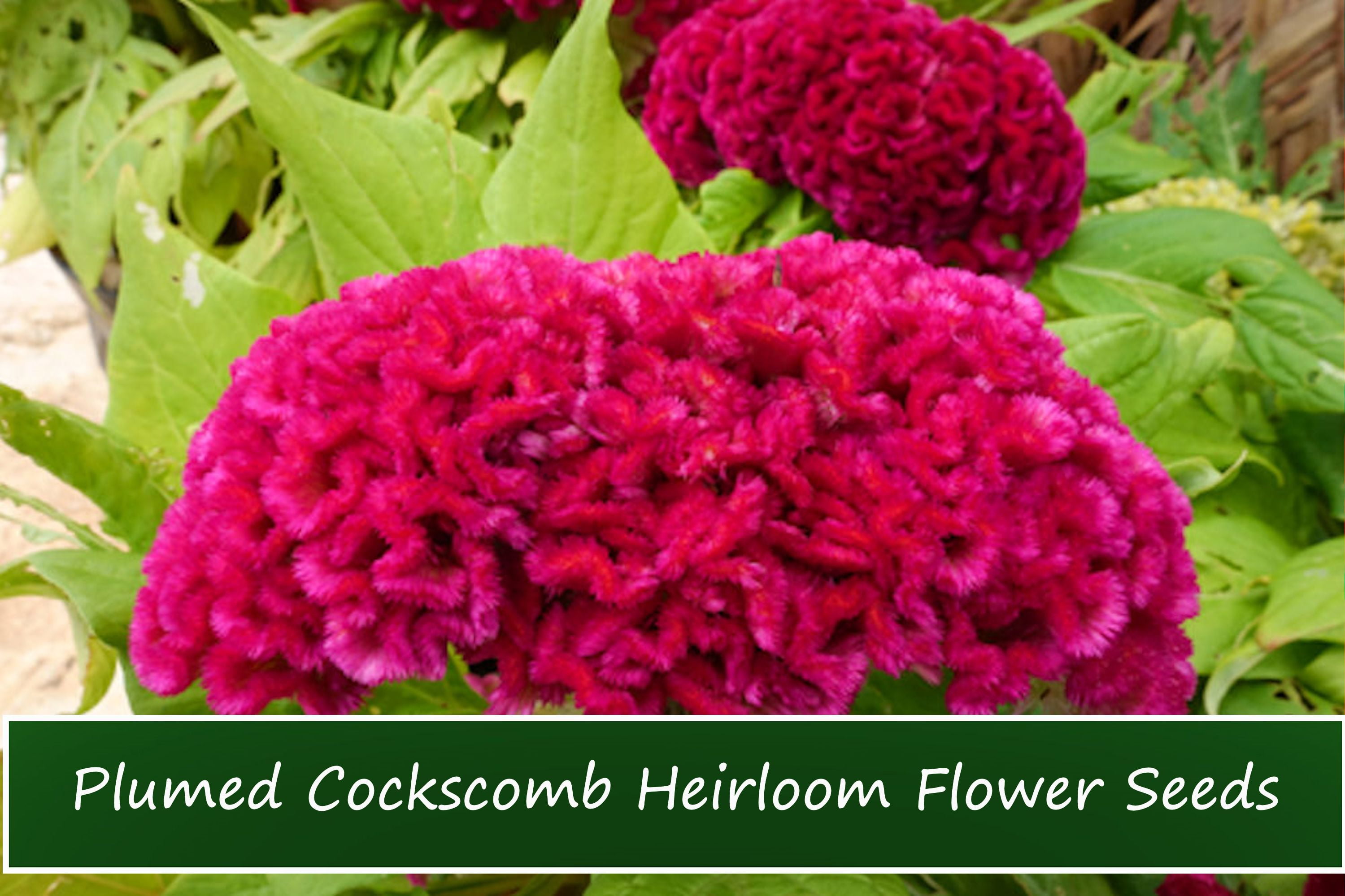 Flower SEEDS - Plumed Cockscomb -50 Seeds- Celosia argentea Var ...