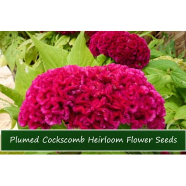 Exotic Cockscomb Seeds - 200+ Seeds - Amazing Garden Flower - Made in ...