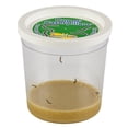 Butterfly Garden® With Live Cup of Caterpillars™ - Walmart.com