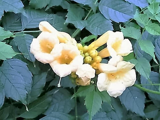 10 YELLOW HUMMINGBIRD TRUMPET Vine Flower Campsis Radicans Flava ...