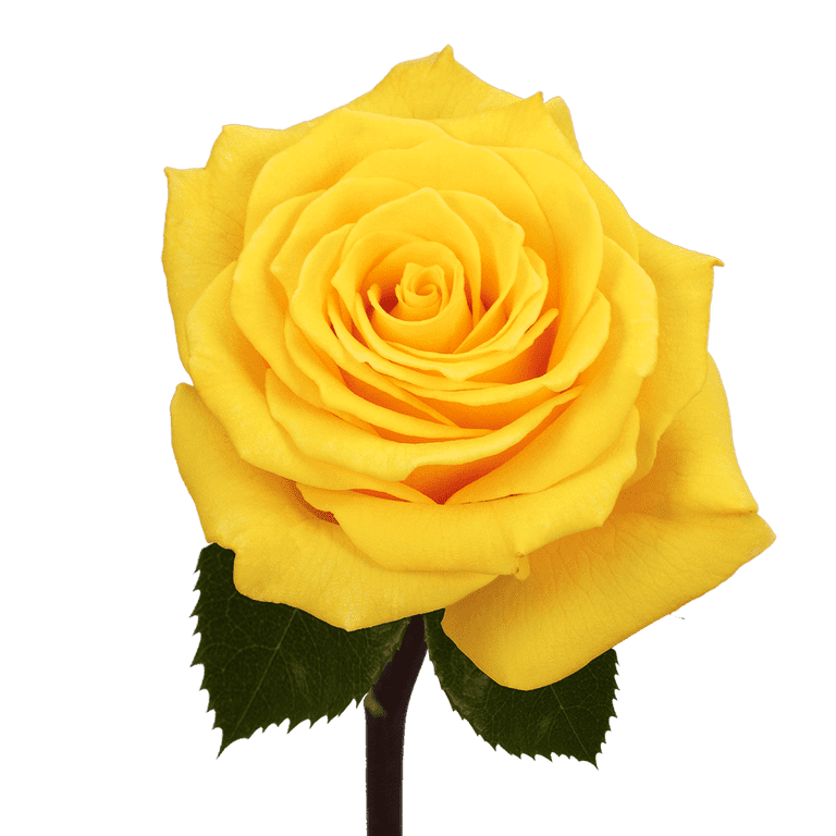Yellow Rose With Stem