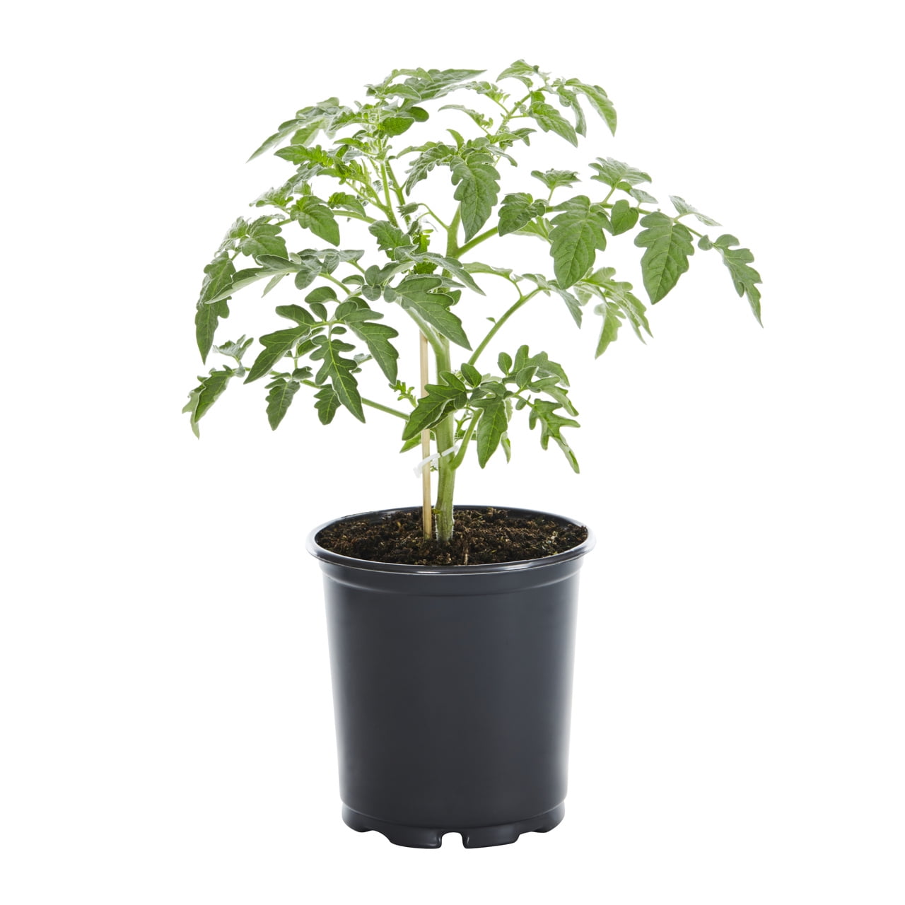 Expert Gardener 1 Pint Beefsteak Tomato Edible Live Plant 6-Pack with ...