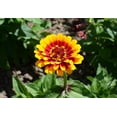 50 Pack, Carousel Mix Zinnia Elegans, Bicolor Flower Seeds in Mixed ...