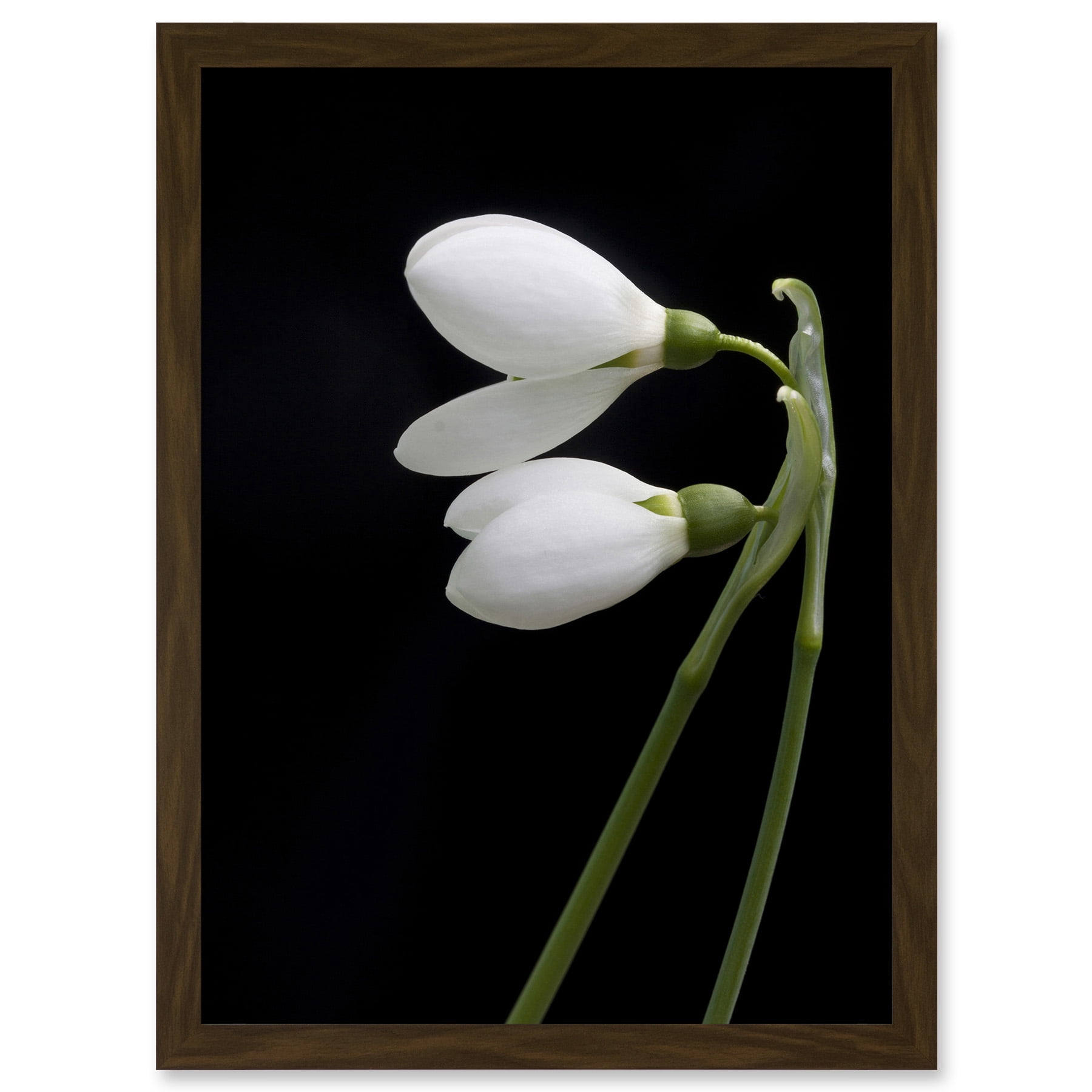 Snowdrops Spring Flowers Bloom White Black A4 Artwork Framed Wall Art ...