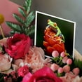 3drose, Red Eyed Tree Frog, 6 Greeting Cards with Envelopes - Walmart.com