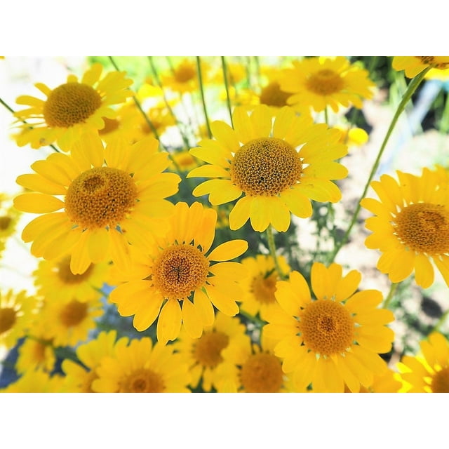 250 GOLDEN MARGUERITE DAISY Dyer's Yellow Chamomile Anthemis Tinctoria ...