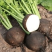 Watermelon (Winter) Radish Seeds - Walmart.com