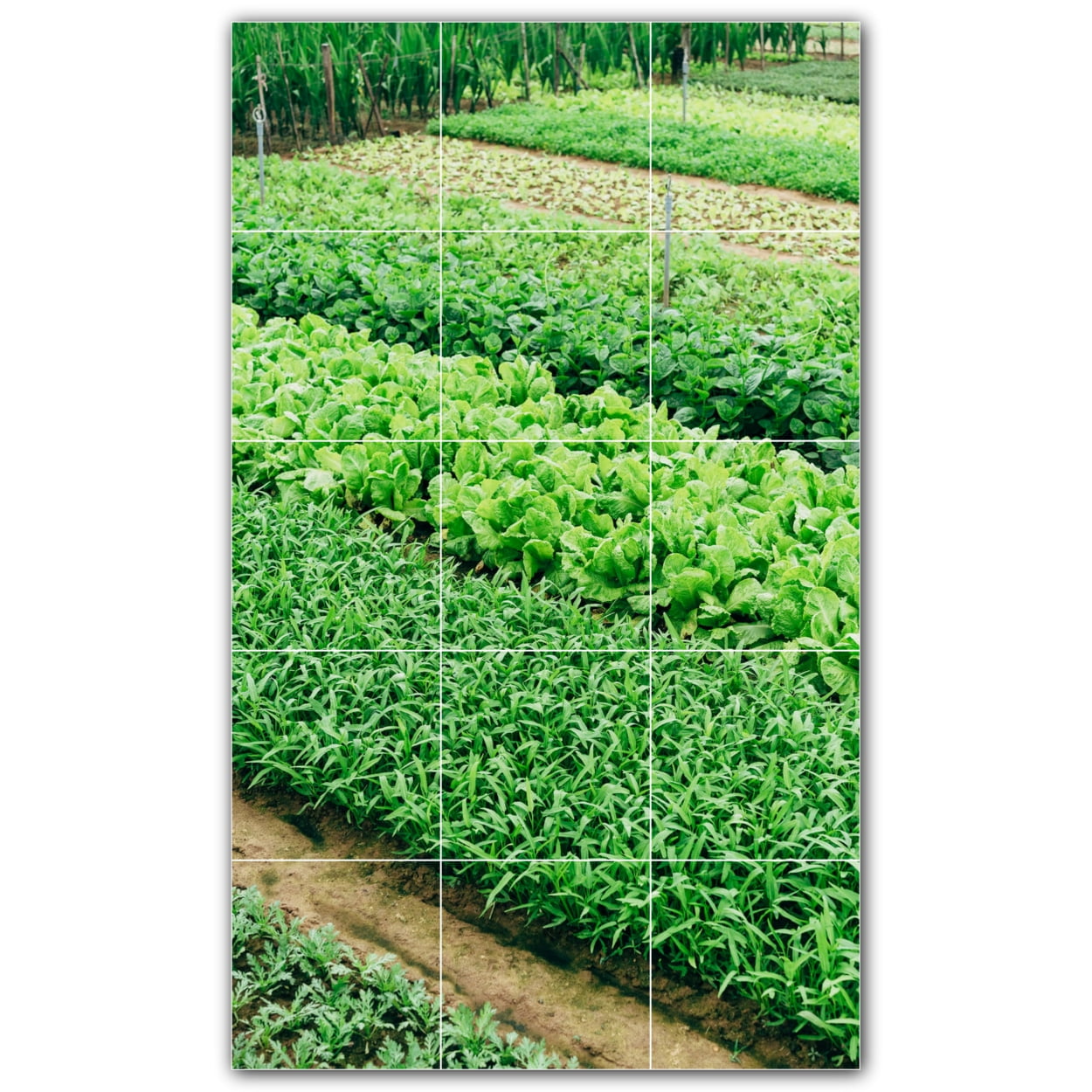 Picture-Tiles.com: Farm Ceramic Tile Wall Mural WAL500579-35L. 24"W x ...