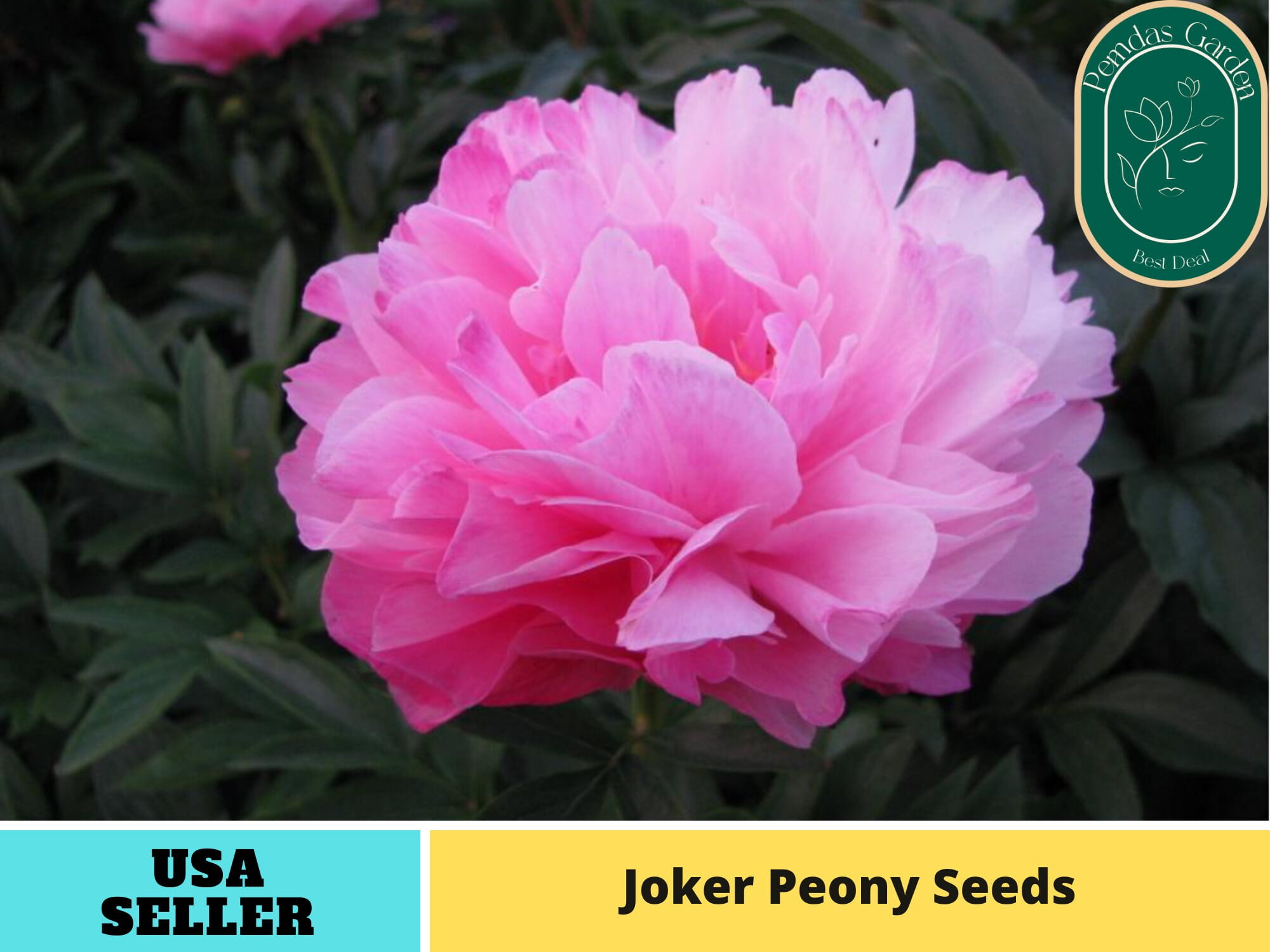 10+ Seeds| Joker Peony Seeds - Authentic Seeds - Perennial Seeds~ GMO ...