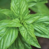 Burpee Organic Sweet Basil Herb Seed, 1-Pack - Walmart.com