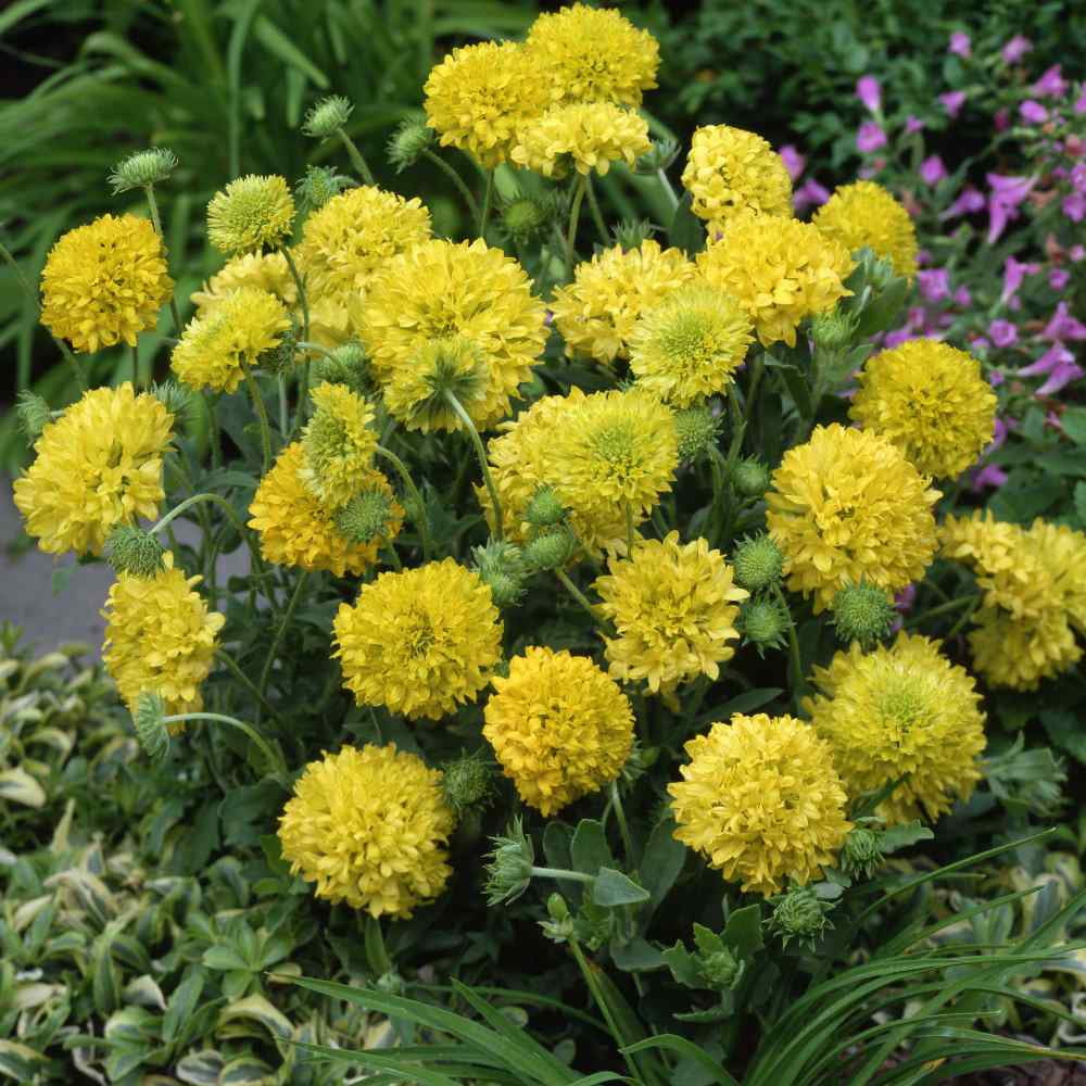 Galanda Flower Seeds | Best Flower Site