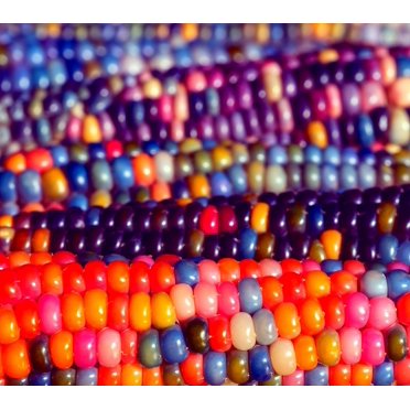 Rare Corn Seeds for Planting - 25 Seeds per Packet - (Mixed Color ...