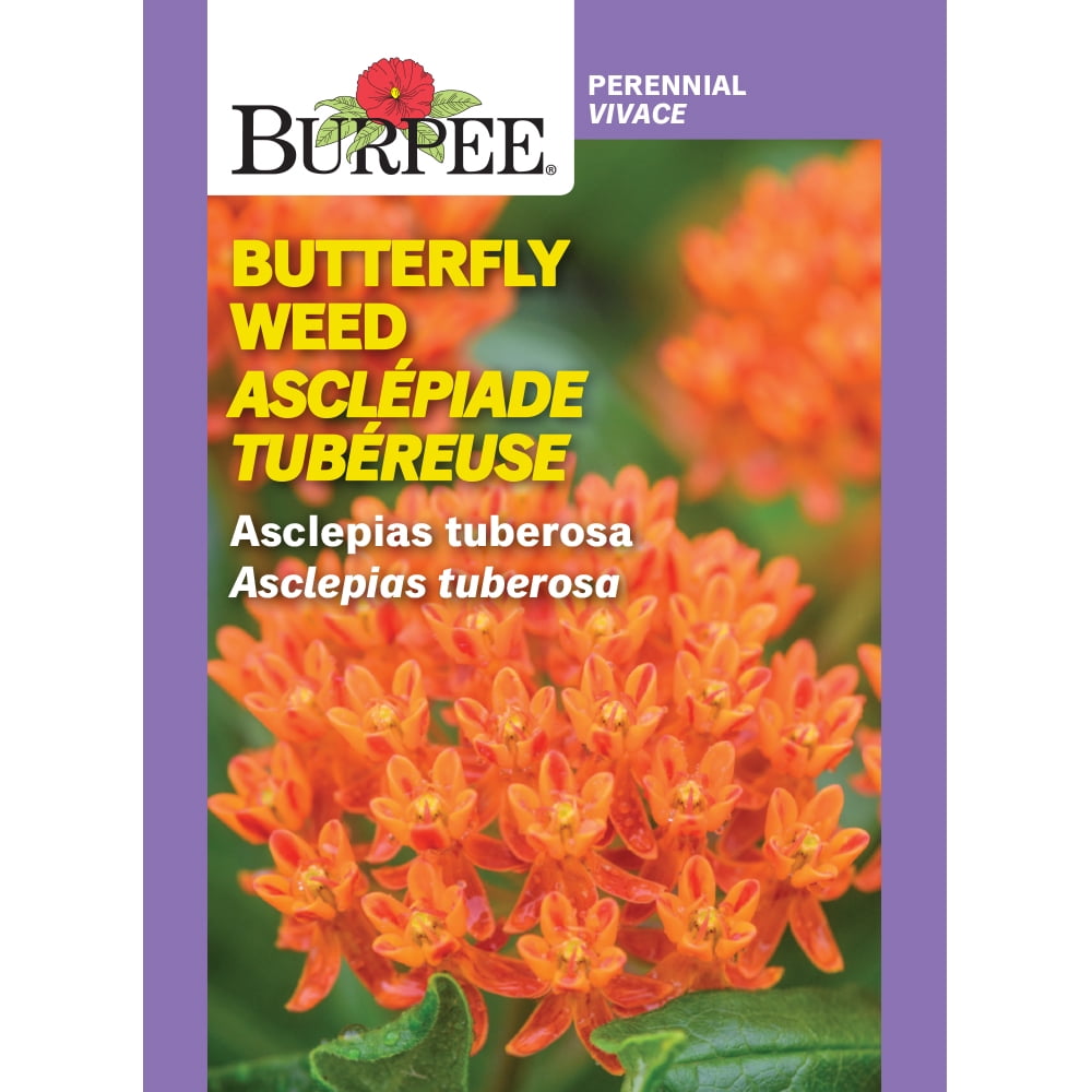 Click here for Burpee Canada Burpee Asclepias Tuberosa Butterfly... prices