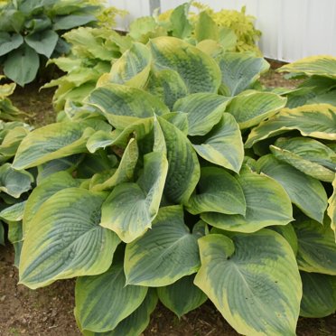 10 Hosta Big Blue Mixed -Perennial Bare Roots--Shade Loving Plants ...