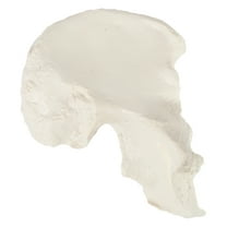 Axis Scientific 5X Enlarged Human Eye Model, Eyeball Anatomy, Multi ...