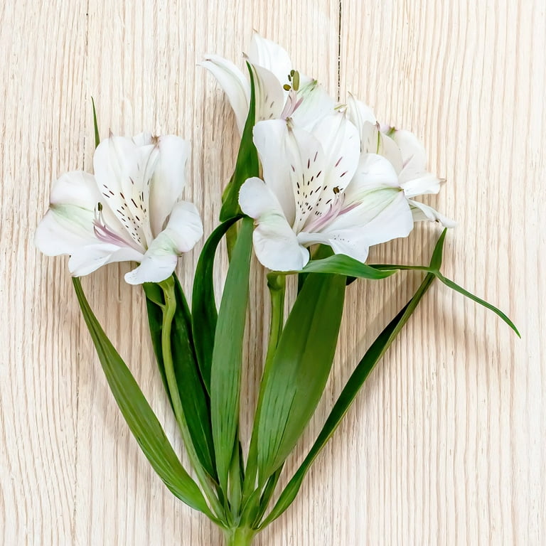 White Alstroemeria Boutonniere