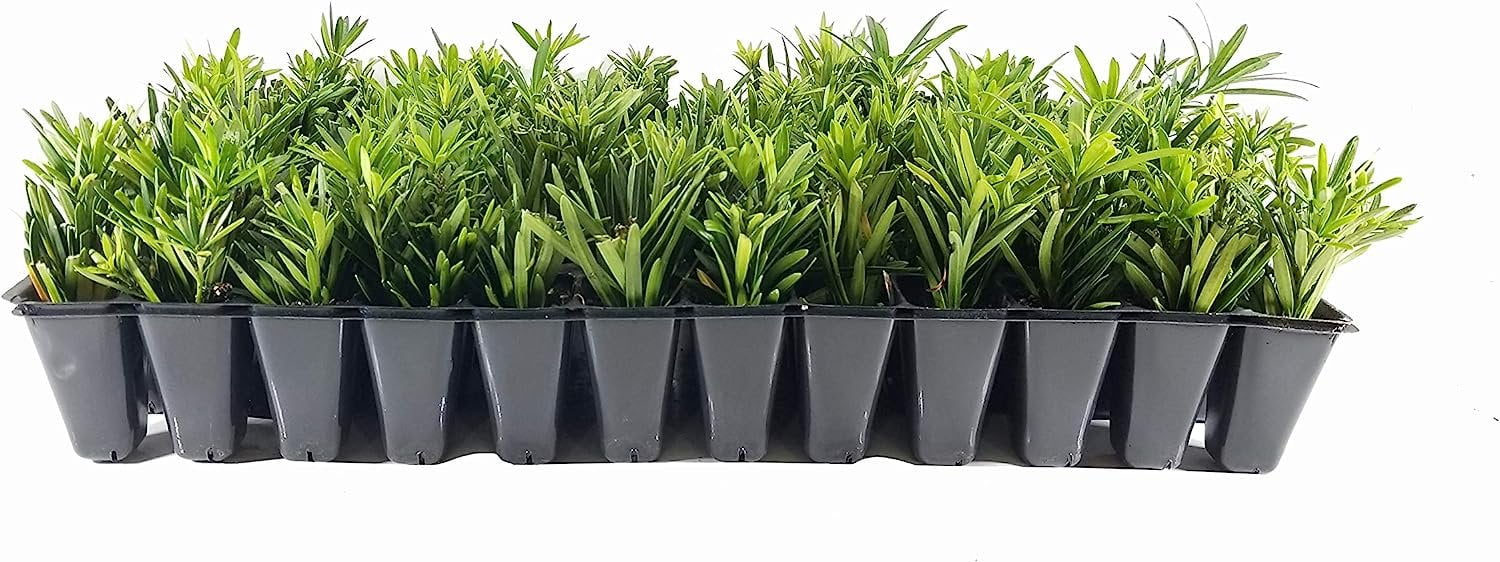 Dwarf Podocarpus Macrophyllus Pringles - 3 Live Plants - Dense ...
