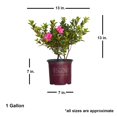 Encore Azalea Autumn Carnation (1 Gallon) Pink Flowering Shrub - Full ...