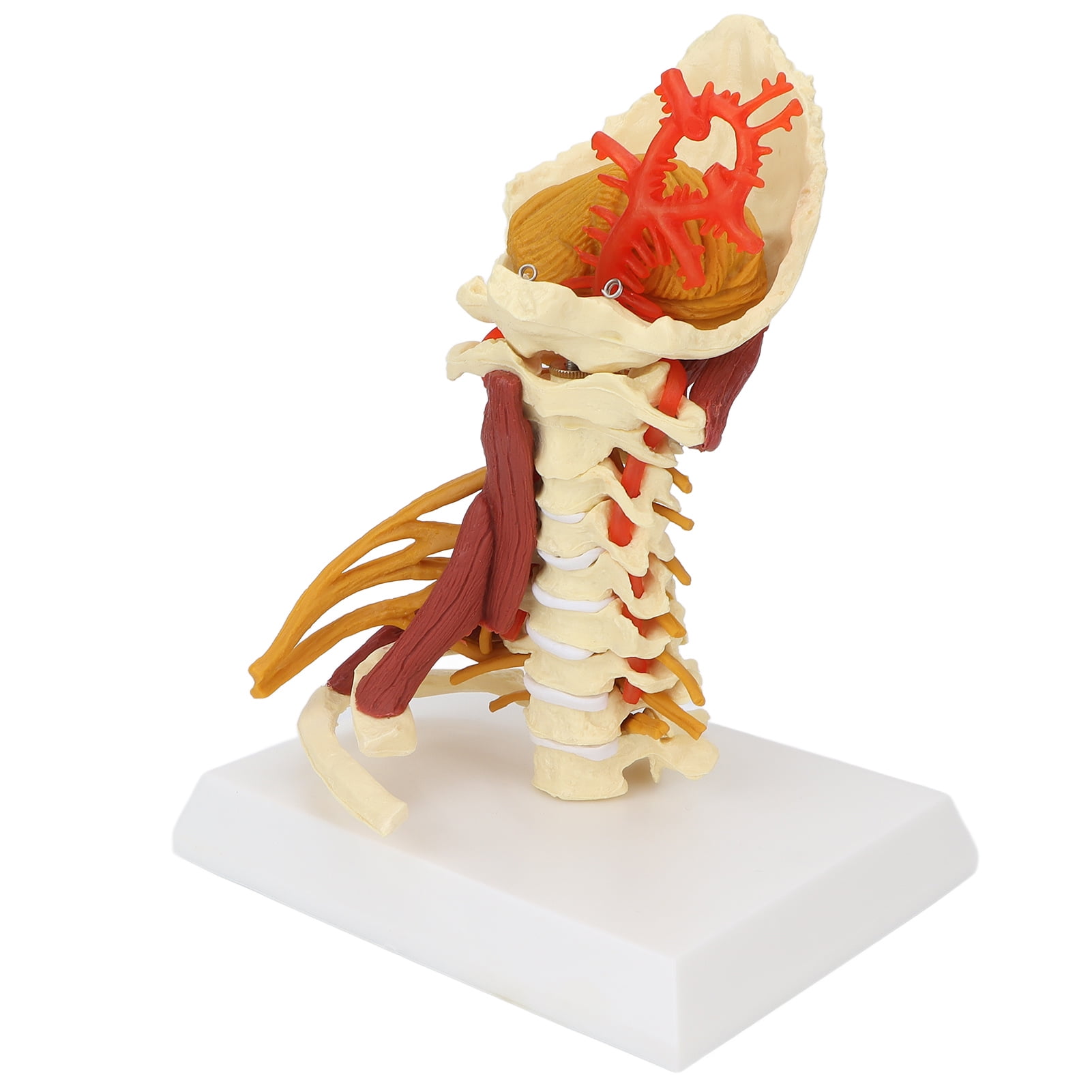 Modelo anatómico, modelo de columna cervical Modelo de vértebras ...